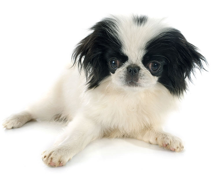 SPANIEL JAPONÉS (CHIN) tipos, colores, cuidados | Razas de perros