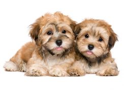 Bichón Habanero: precio, características y cuidados | Razas de perros