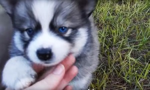 El perro POMSKY | Todo sobre esta nueva raza mini