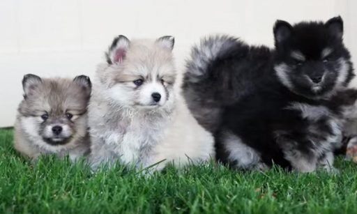 El perro POMSKY | Todo sobre esta nueva raza mini