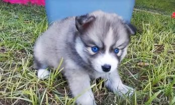 El perro POMSKY | Todo sobre esta nueva raza mini