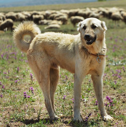 El KANGAL TURCO | Todo sobre esta raza gigante