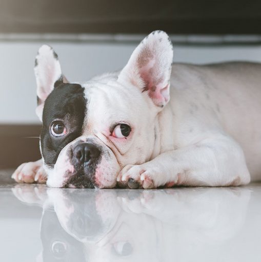 PERRO TRISTE Mi perro está triste Sintomas y Qué hacer