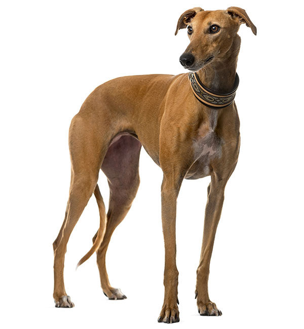 El GALGO ESPAÑOL | Todo sobre esta raza, veloz y sensible.