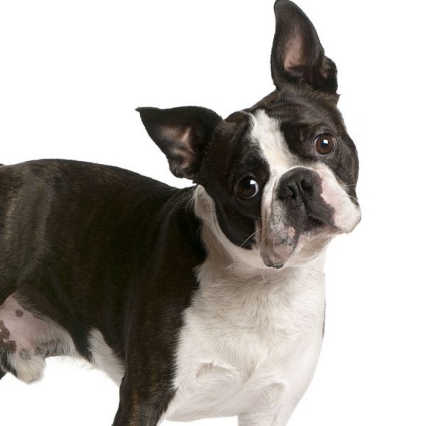 Perros ROTTWEILER | Todo sobre esta raza