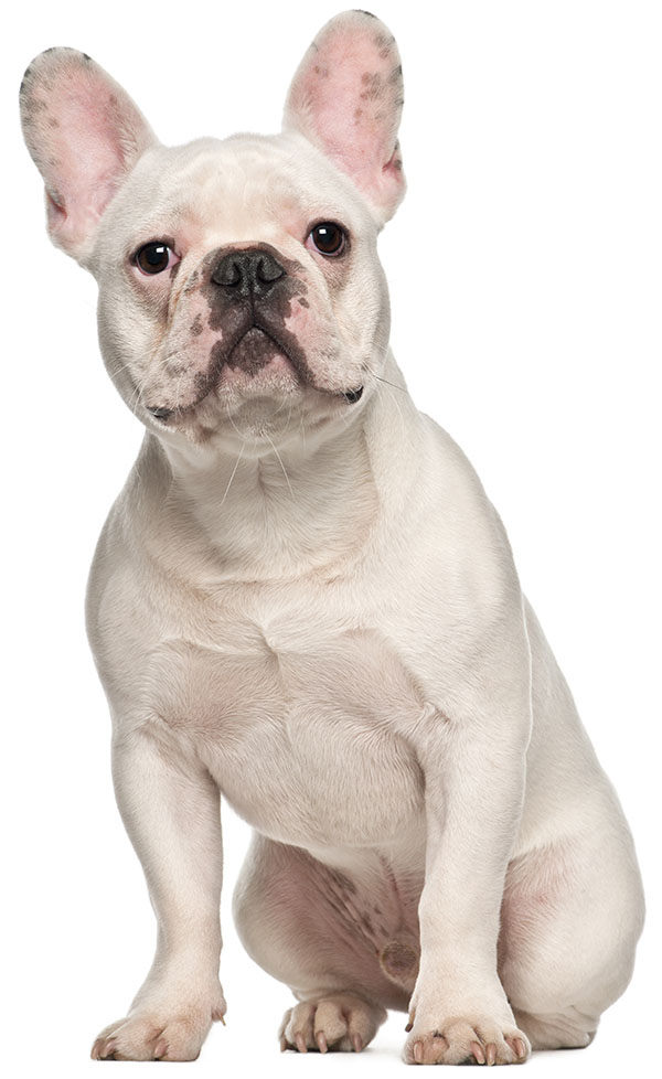 Bulldog Frances: precio, características y cuidados | Razas de perros