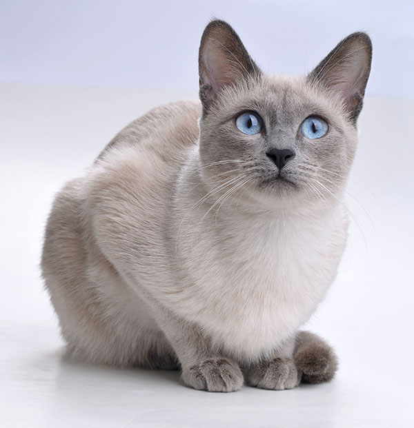 El Gato SIAMÉS (curiosidades, precio, carácter) | Razas de gatos