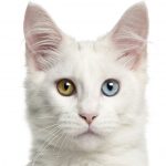 El gato ANGORA TURCO (cuidados, colores, precio) | Razas de gatos