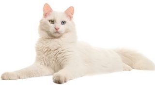 El gato ANGORA TURCO (cuidados, colores, precio) | Razas de gatos