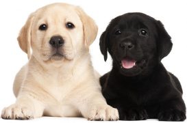 Perro LABRADOR Retriever | Todo lo que debes saber