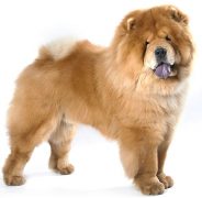 El perro CHOW CHOW | Todo lo que debes saber sobre esta raza