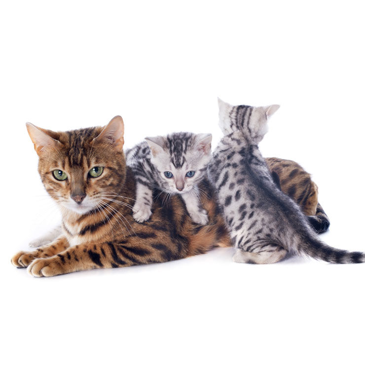 El gato ANGORA TURCO (cuidados, colores, precio) | Razas de gatos