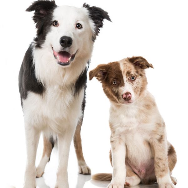 Razas de PERROS MEDIANOS | Guía de todas, con imágenes