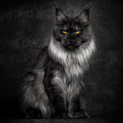 GATO NEGRO SIMBOLISMO, RAZAS Y COMPORTAMIENTO