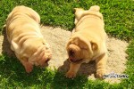 SHAR PEI (precio, colores, cuidados) | Razas de perros