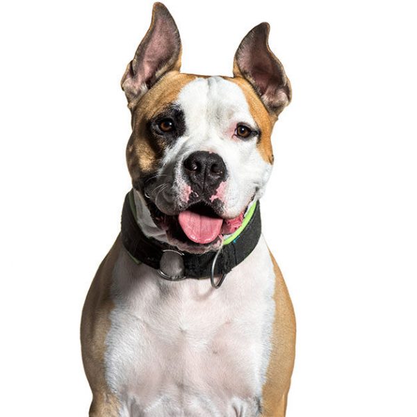 Razas de PERROS MEDIANOS | Guía de todas, con imágenes