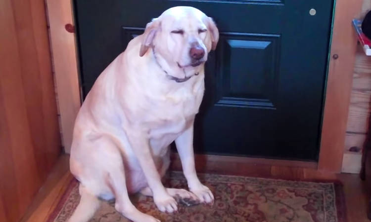 Denver el perro culpable Video divertido (insuperable!)