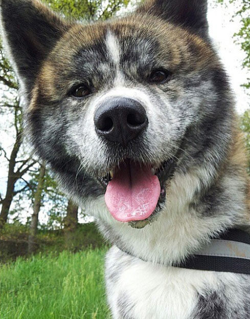El perro AKITA INU japonés | Todo sobre esta raza de perros