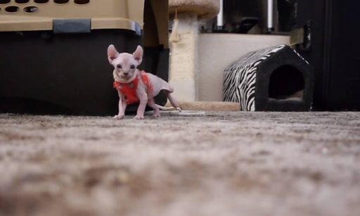 Gato ELFO (sin pelo) | Todo sobre esta precio raza de gatos!