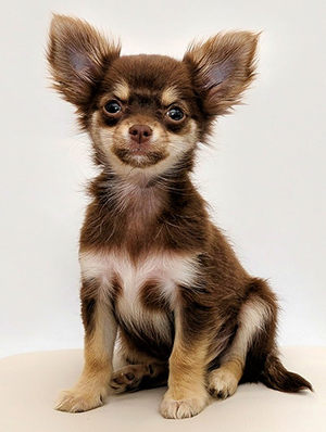 Top +500 Nombres para perritas ¡Originales y bonitos!