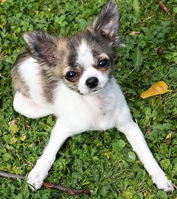 Top +500 Nombres para PERRITAS ¡Originales y bonitos!