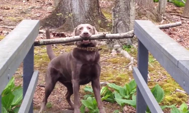 Un perro piensa y resuelve un problema con su palo!