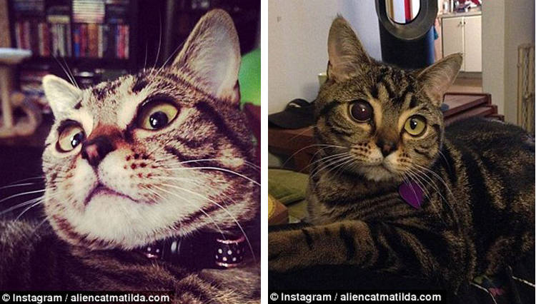 El gato alien Matilda reparte amor desde instagram a la galaxia!