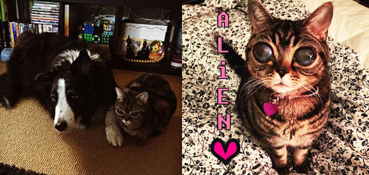 El gato alien Matilda reparte amor desde instagram a la galaxia!