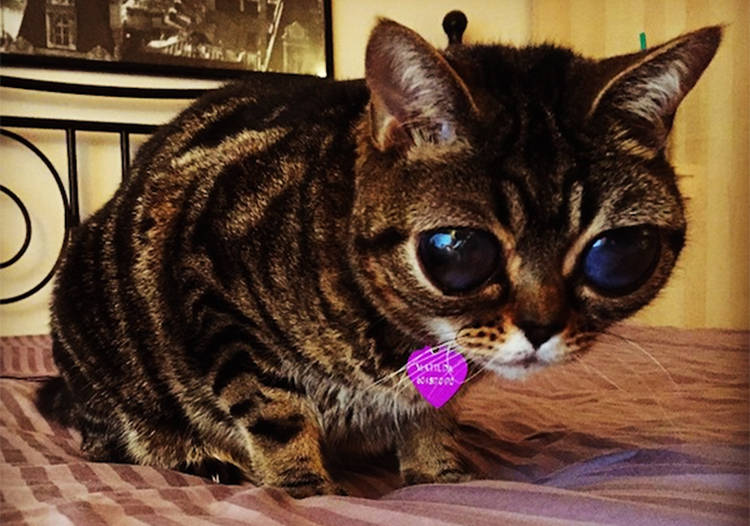 El gato alien Matilda reparte amor desde instagram a la galaxia!