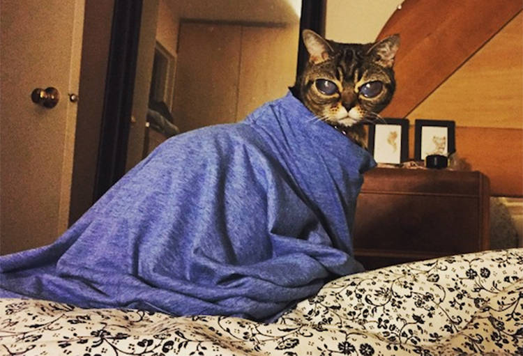 El gato alien Matilda reparte amor desde instagram a la galaxia!