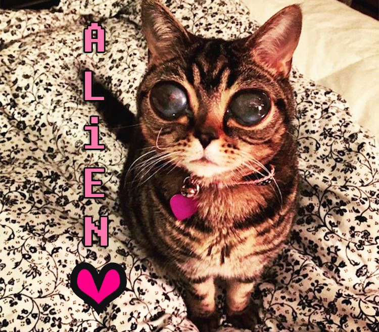 El gato alien Matilda reparte amor desde instagram a la galaxia!