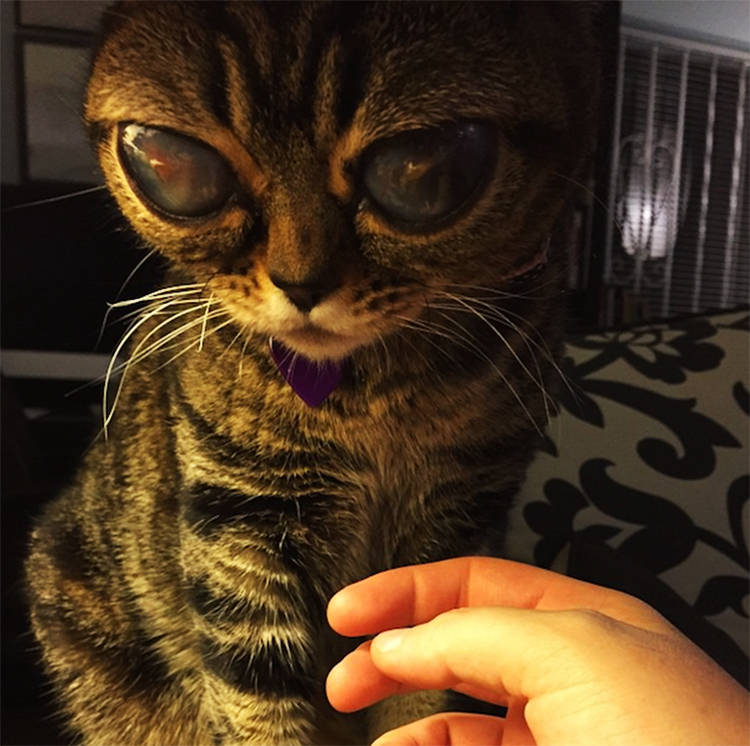 El gato alien Matilda reparte amor desde instagram a la galaxia!