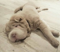 SHAR PEI (precio, colores, cuidados) | Razas de perros