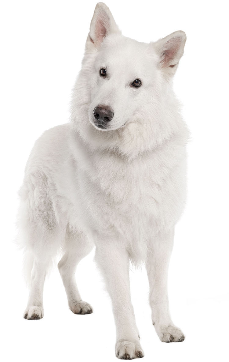 Pastor Alemán BLANCO (Blanco suizo) | Todo sobre esta raza de perros.