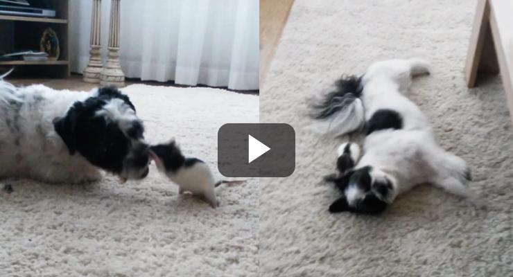 Video de amistad entre un perro y una rata que adoran jugar juntos!