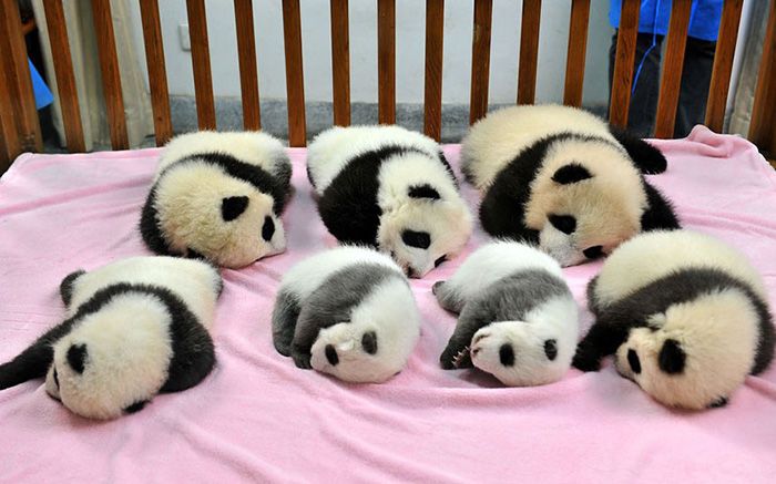PANDAS BEBÉS felices en su guardería 🙂