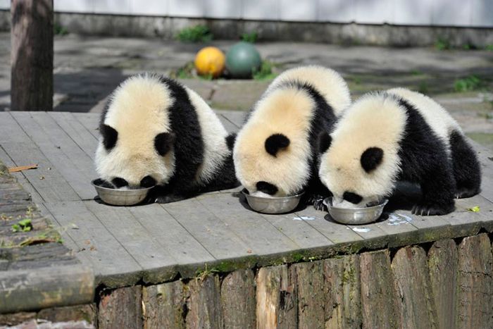 PANDAS BEBÉS felices en su guardería 🙂