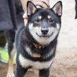 SHIBA INU japonés | Curiosidades sobre esta raza de perros