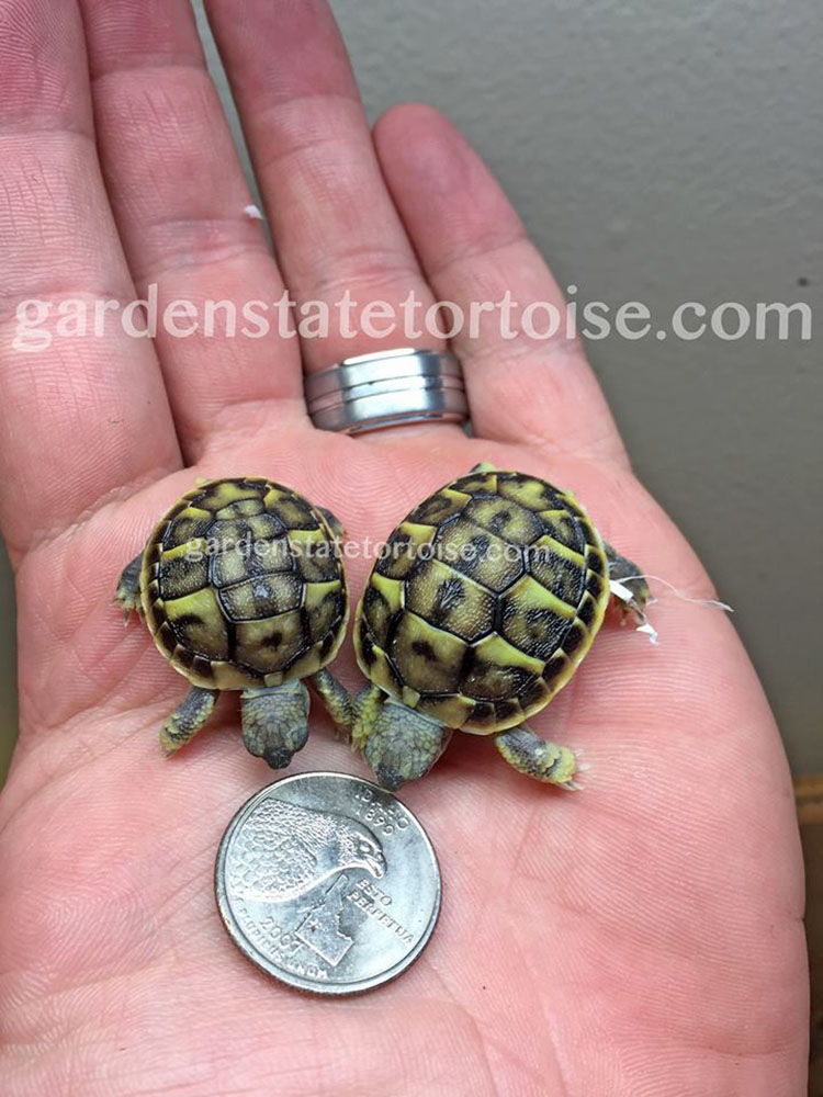 Nacimiento de Tortugas de tierra Gemelas!! (VIDEO)