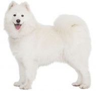 Samoyedo: precio, características y cuidados | Razas de perros