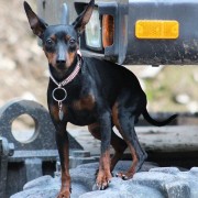 El PINCHER (perro pinscher miniatura) | Todo sobre esta raza