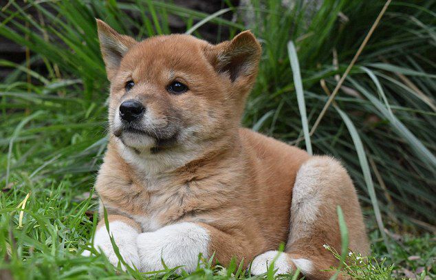 DINGO, De mascota a perro salvaje australiano (con imágenes)