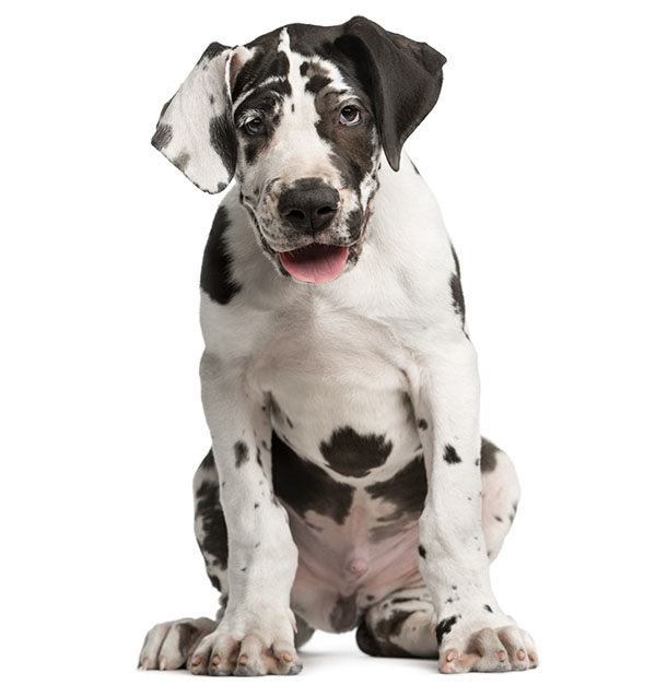 Gran Danés, características y temperamento | Razas de perros