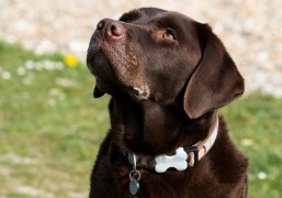 LABRADOR CHOCOLATE ¡los más bonitos! | Todo sobre esta raza