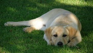 Perro LABRADOR Retriever | Todo lo que debes saber