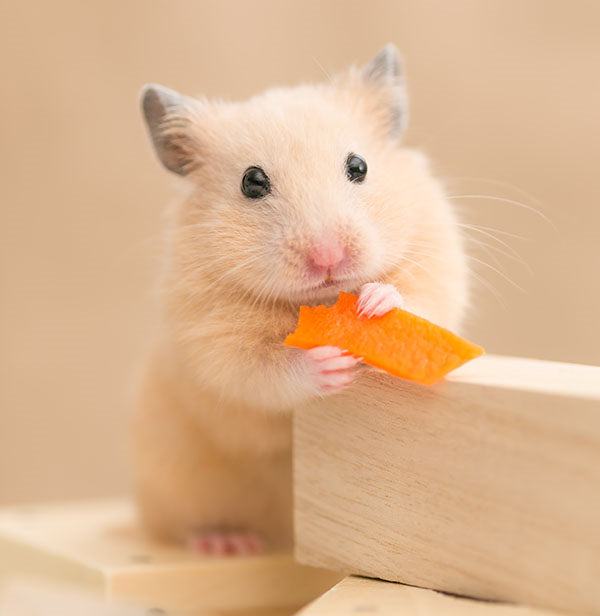 El HÁMSTER SIRIO o hámster común | Cuidados, colores, qué comen, cuánto ...