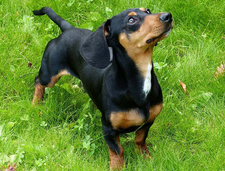 9 razas de perritos pequeños, que apenas crecen (fotos)