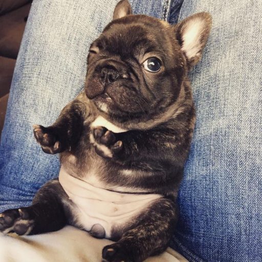 PERRITOS TIERNOS Y ADORABLES ¡morirás de amor!