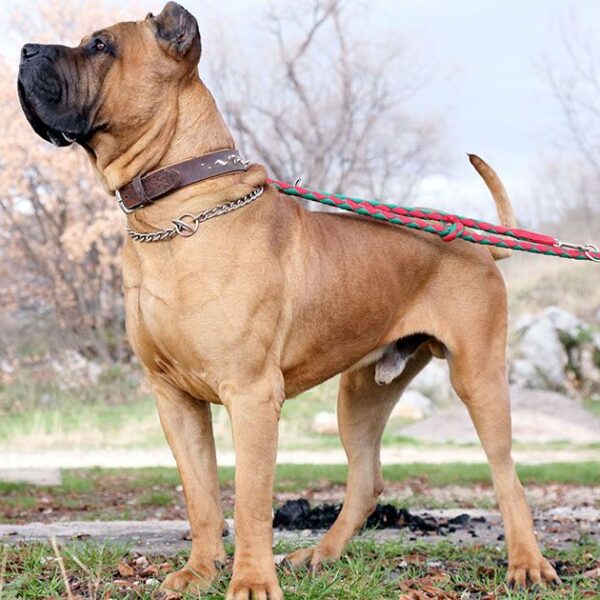 Akita Americano | Todo sobre esta raza Akita Americano | Todo sobre esta raza