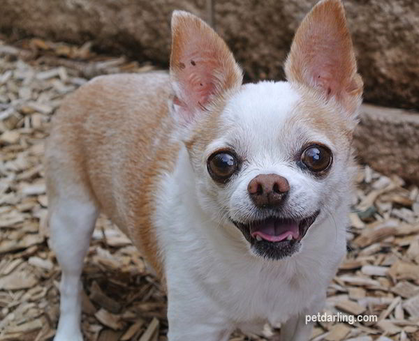 9 razas de perritos pequeños, que apenas crecen (fotos)